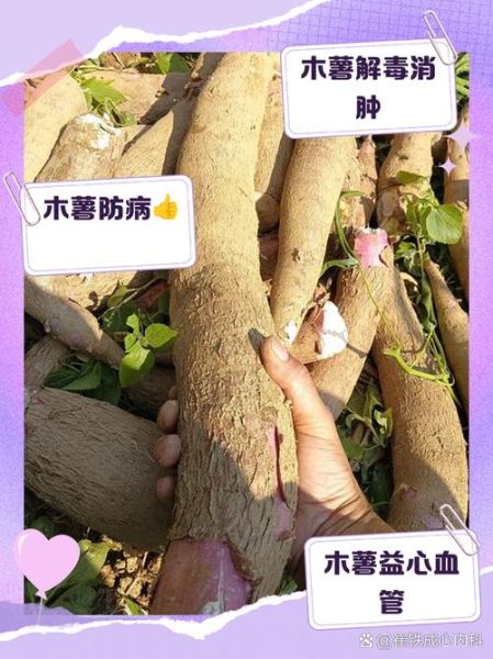 吃木薯有什么好处_木薯营养价值高吗-第2张图片-山城妙识 吃木薯有什么好处_木薯营养价值高吗-第2张图片-山城妙识