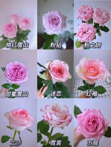 1到100朵玫瑰花代表什么意思_送花数量含义全解-第3张图片-山城妙识 1到100朵玫瑰花代表什么意思_送花数量含义全解-第3张图片-山城妙识