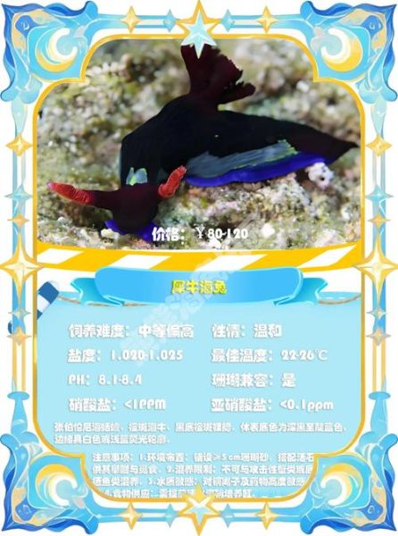 海兔种类有哪些_海兔有毒吗-第2张图片-山城妙识 海兔种类有哪些_海兔有毒吗-第2张图片-山城妙识