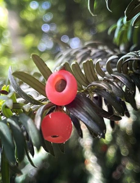 红豆杉图片大全大图_如何辨别真假红豆杉-第3张图片-山城妙识