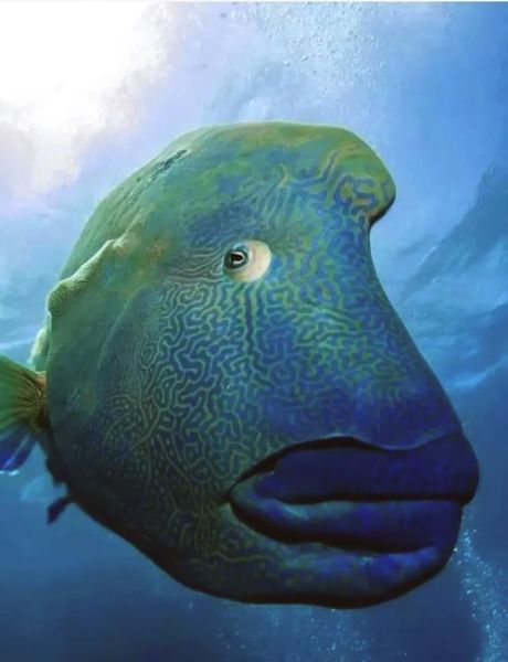 苏眉鱼多少钱一斤_苏眉鱼产地在哪里-第1张图片-山城妙识 苏眉鱼多少钱一斤_苏眉鱼产地在哪里-第1张图片-山城妙识