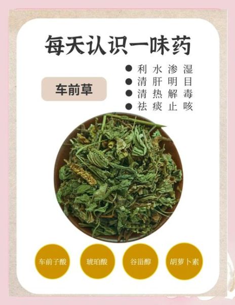 车前草怎么吃_车前草可以凉拌吗-第1张图片-山城妙识