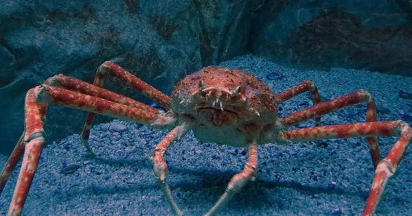 巨螯蟹能活多久_巨螯蟹吃什么食物-第3张图片-山城妙识