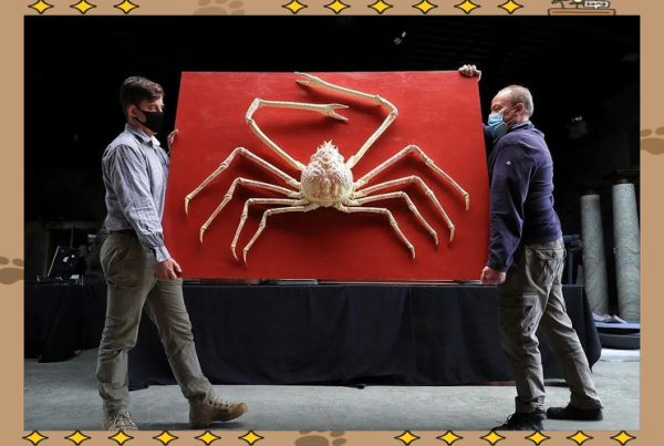 巨螯蟹能活多久_巨螯蟹吃什么食物-第2张图片-山城妙识