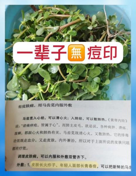 马齿苋治皮肤病怎样用最好_马齿苋外敷内服方法-第3张图片-山城妙识