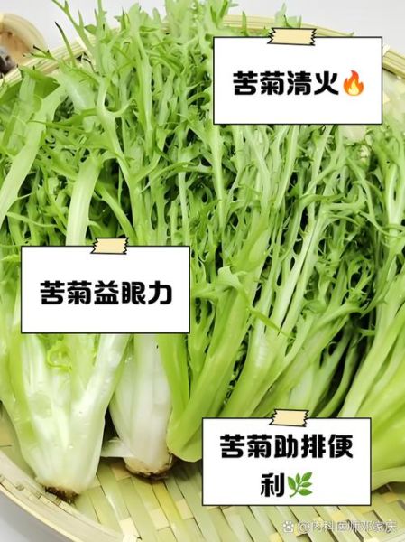 苦菊的功效与作用_苦菊的禁忌人群有哪些-第2张图片-山城妙识 苦菊的功效与作用_苦菊的禁忌人群有哪些-第2张图片-山城妙识