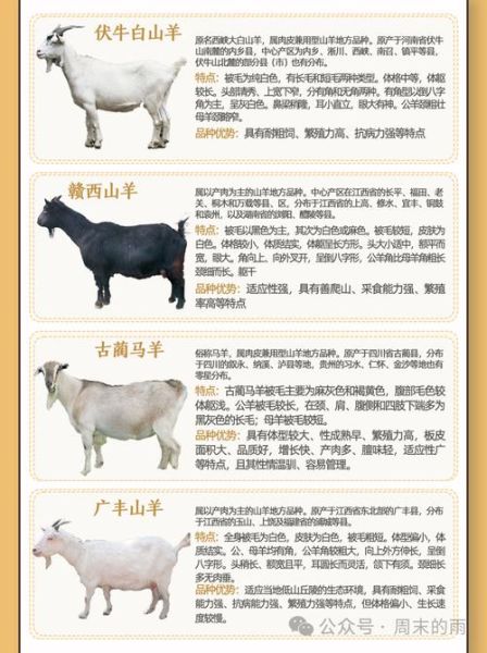 山羊肉贵还是绵羊肉贵_为什么山羊肉价格更高-第3张图片-山城妙识 山羊肉贵还是绵羊肉贵_为什么山羊肉价格更高-第3张图片-山城妙识