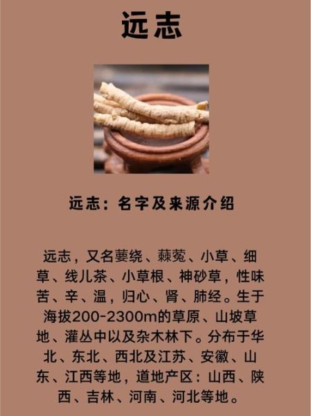远志中药的功效与作用_远志怎么吃效果最好-第1张图片-山城妙识