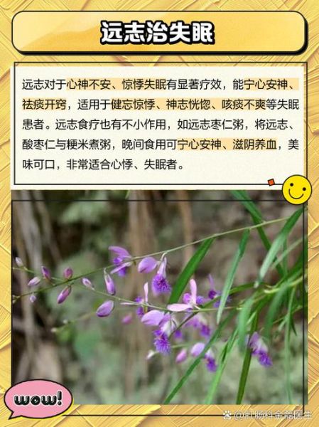 远志中药的功效与作用_远志怎么吃效果最好-第2张图片-山城妙识