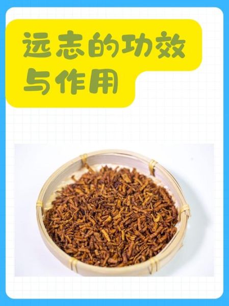 远志中药的功效与作用_远志怎么吃效果最好-第3张图片-山城妙识