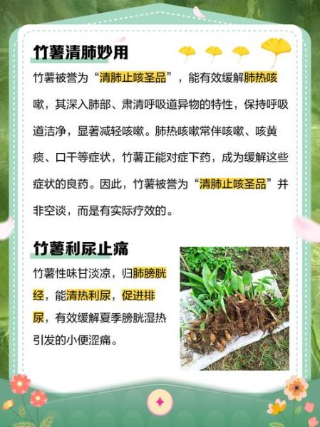 竹薯怎么吃_竹薯的功效与作用-第1张图片-山城妙识 竹薯怎么吃_竹薯的功效与作用-第1张图片-山城妙识