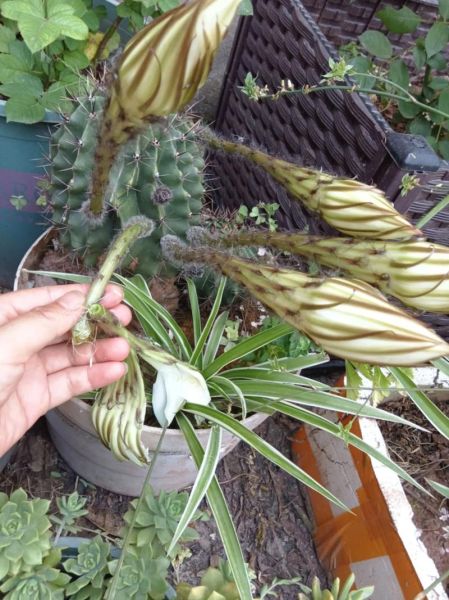 仙人掌花的作用与功效_仙人掌花怎么吃效果最好-第1张图片-山城妙识