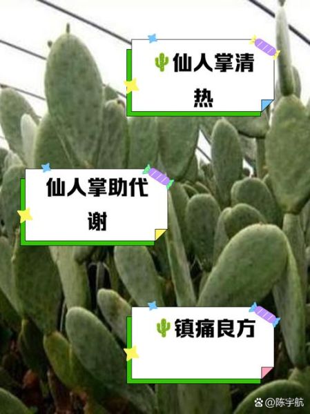 仙人掌花的作用与功效_仙人掌花怎么吃效果最好-第2张图片-山城妙识