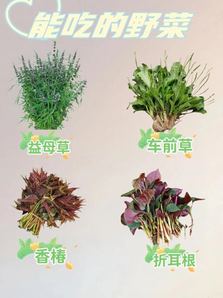 常见野菜有哪些_如何辨别可食用野菜-第1张图片-山城妙识 常见野菜有哪些_如何辨别可食用野菜-第1张图片-山城妙识