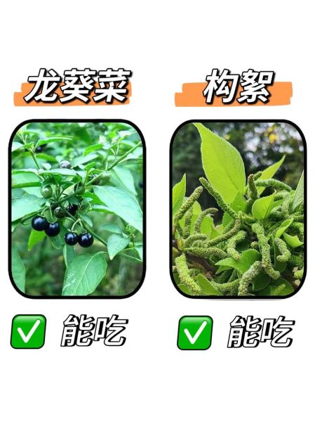 常见野菜有哪些_如何辨别可食用野菜-第2张图片-山城妙识 常见野菜有哪些_如何辨别可食用野菜-第2张图片-山城妙识