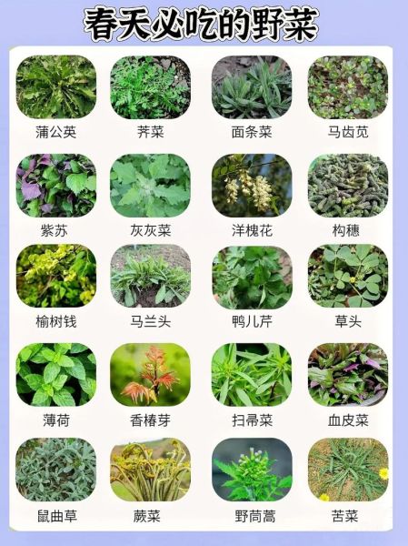 常见野菜有哪些_如何辨别可食用野菜-第3张图片-山城妙识 常见野菜有哪些_如何辨别可食用野菜-第3张图片-山城妙识