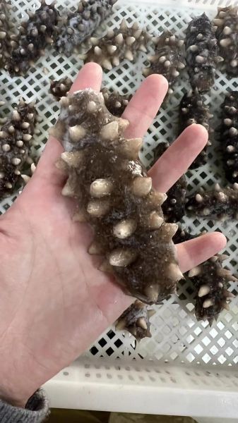 野生海参多少钱一斤_野生海参怎么挑选-第3张图片-山城妙识