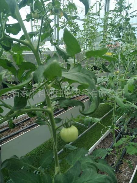 小番茄怎么种_小番茄种植方法全过程-第1张图片-山城妙识