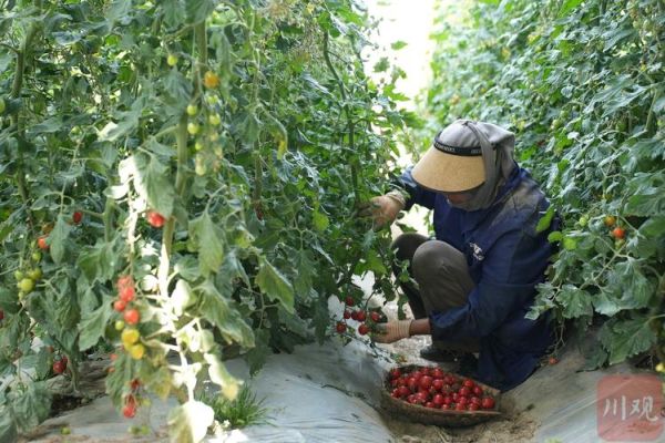 小番茄怎么种_小番茄种植方法全过程-第3张图片-山城妙识