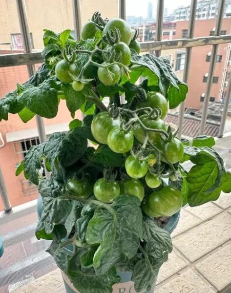 小番茄怎么种_小番茄种植方法全过程-第2张图片-山城妙识