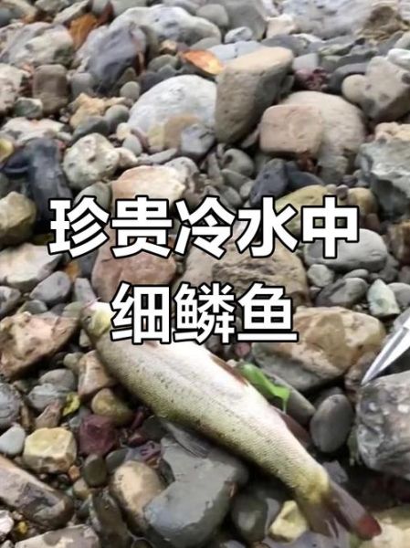 细鳞鱼多少钱一斤_细鳞鱼价格行情-第3张图片-山城妙识