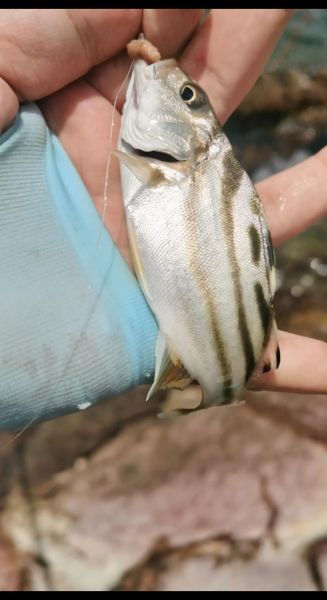 细鳞鱼多少钱一斤_细鳞鱼价格行情-第1张图片-山城妙识