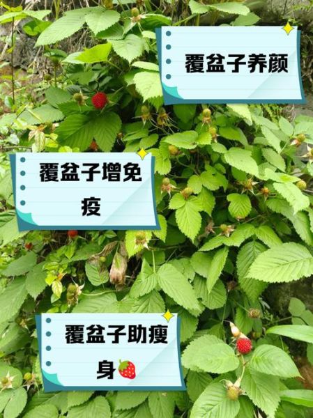 覆盆子对子宫卵巢的功效_覆盆子怎么吃调理子宫-第1张图片-山城妙识