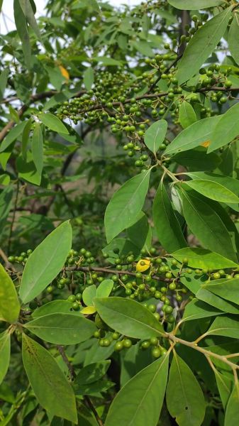 山胡椒的功效与作用_山胡椒怎么吃最好-第3张图片-山城妙识