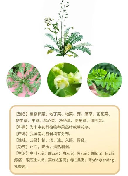 荠菜是什么_荠菜有哪些营养价值-第1张图片-山城妙识