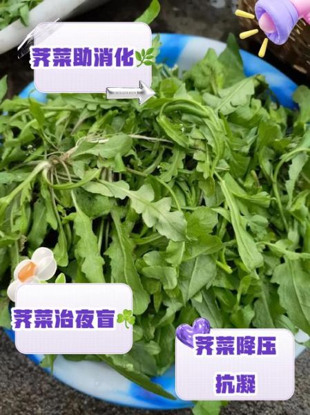 荠菜是什么_荠菜有哪些营养价值-第3张图片-山城妙识