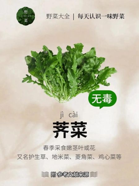 荠菜是什么_荠菜有哪些营养价值-第2张图片-山城妙识