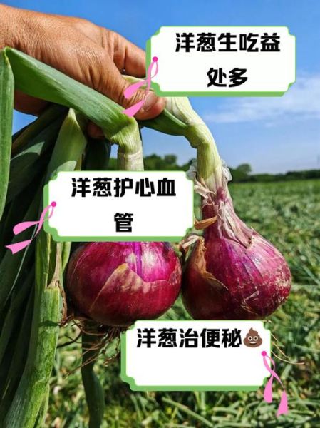 洋葱生吃怎么做_洋葱生吃有什么好处-第1张图片-山城妙识