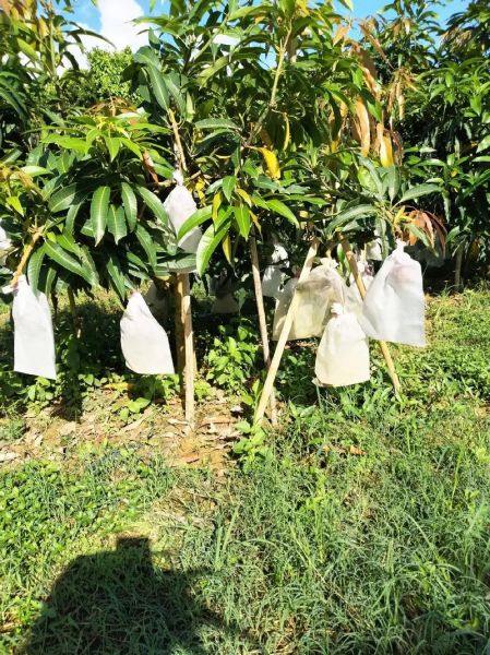 莲雾果多少钱一斤_莲雾价格行情-第3张图片-山城妙识 莲雾果多少钱一斤_莲雾价格行情-第3张图片-山城妙识