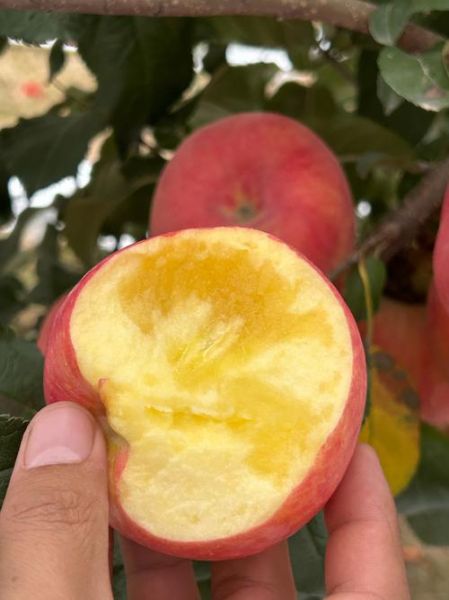 苹果糖心是怎么形成的_如何挑选正宗糖心苹果-第2张图片-山城妙识