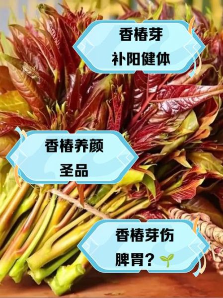 香椿的害处有哪些_香椿的功效与禁忌-第3张图片-山城妙识