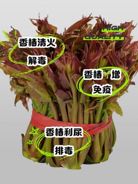 香椿的害处有哪些_香椿的功效与禁忌-第1张图片-山城妙识