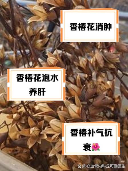 香椿的害处有哪些_香椿的功效与禁忌-第2张图片-山城妙识