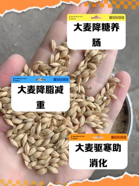 大麦的功效与作用_大麦怎么吃最养胃-第1张图片-山城妙识