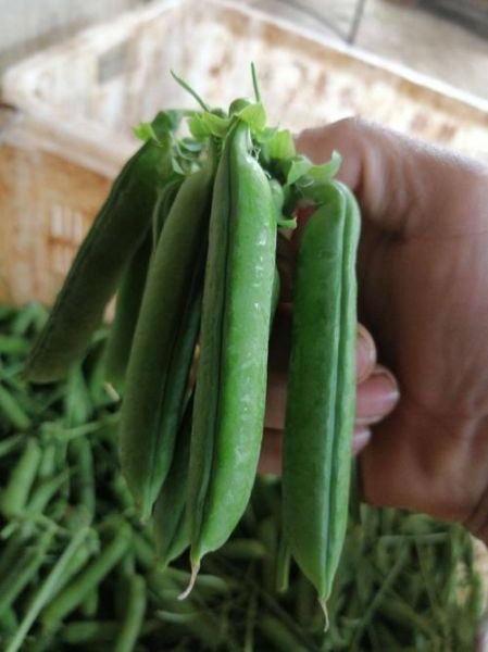 豌豆品种有哪些_豌豆品种图片大全-第1张图片-山城妙识