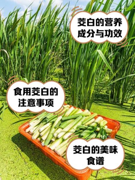 茭白需要焯水吗_焯水时间多久合适-第1张图片-山城妙识