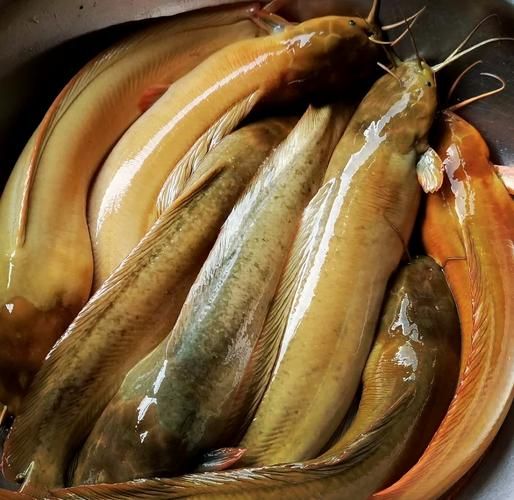 塘鲺鱼怎么读_塘鲺鱼是什么鱼-第1张图片-山城妙识