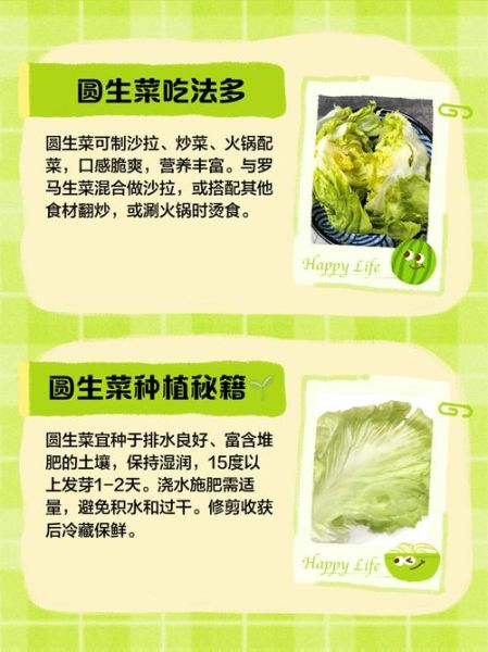 圆生菜能生吃吗_生吃圆生菜安全吗-第1张图片-山城妙识 圆生菜能生吃吗_生吃圆生菜安全吗-第1张图片-山城妙识