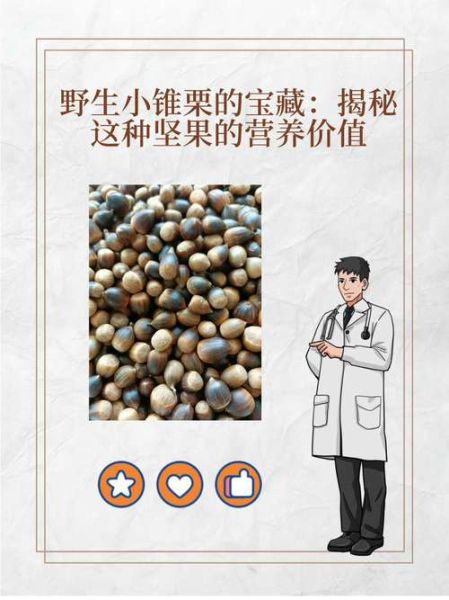 锥栗和板栗哪个营养价值高_锥栗与板栗的区别-第2张图片-山城妙识