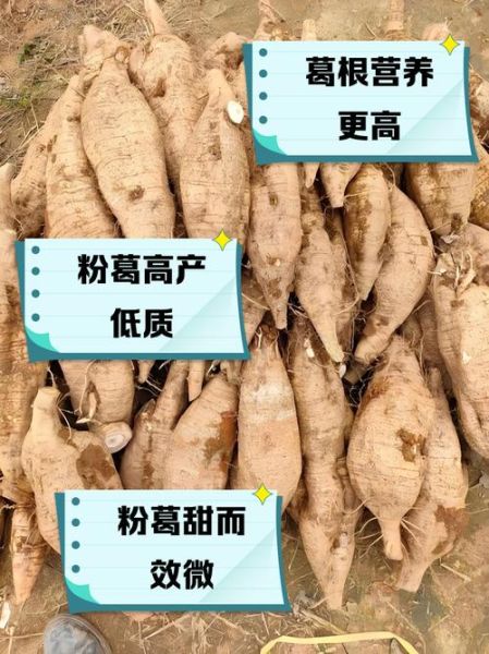 粉葛是葛根吗_粉葛与葛根的区别-第1张图片-山城妙识 粉葛是葛根吗_粉葛与葛根的区别-第1张图片-山城妙识