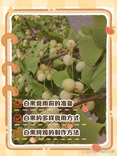 白果怎么吃_白果的正确吃法与禁忌-第1张图片-山城妙识 白果怎么吃_白果的正确吃法与禁忌-第1张图片-山城妙识