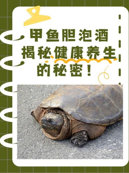 甲鱼胆汁怎么吃_甲鱼胆汁食用禁忌-第3张图片-山城妙识