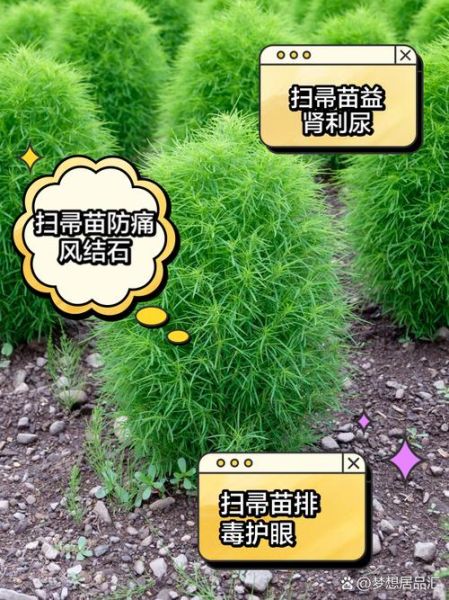 扫帚苗野菜的功效_扫帚苗怎么吃最养生-第1张图片-山城妙识 扫帚苗野菜的功效_扫帚苗怎么吃最养生-第1张图片-山城妙识