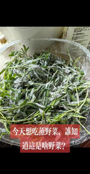 扫帚苗野菜的功效_扫帚苗怎么吃最养生-第3张图片-山城妙识 扫帚苗野菜的功效_扫帚苗怎么吃最养生-第3张图片-山城妙识