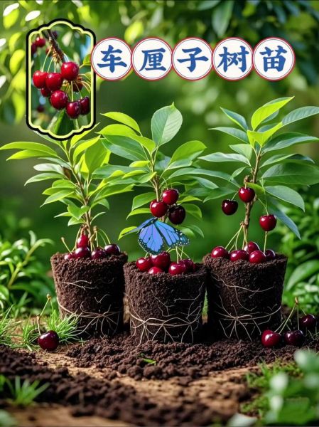 樱桃树苗价格多少钱一棵_樱桃树苗怎么挑选-第2张图片-山城妙识