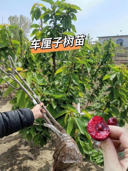 樱桃树苗价格多少钱一棵_樱桃树苗怎么挑选-第3张图片-山城妙识